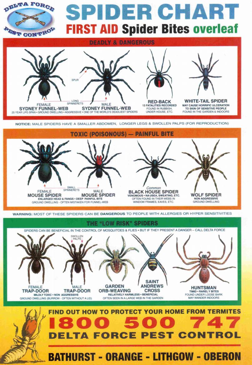 Spiders - Delta Force Pest Control